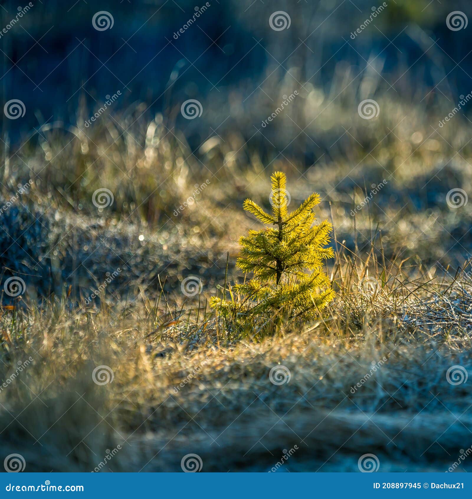 A Beautiful Conifer Tree in the Spring. Spikes and Branches of Spruce ...