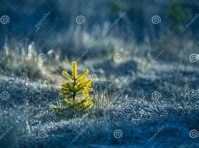 A Beautiful Conifer Tree in the Spring. Spikes and Branches of Spruce ...