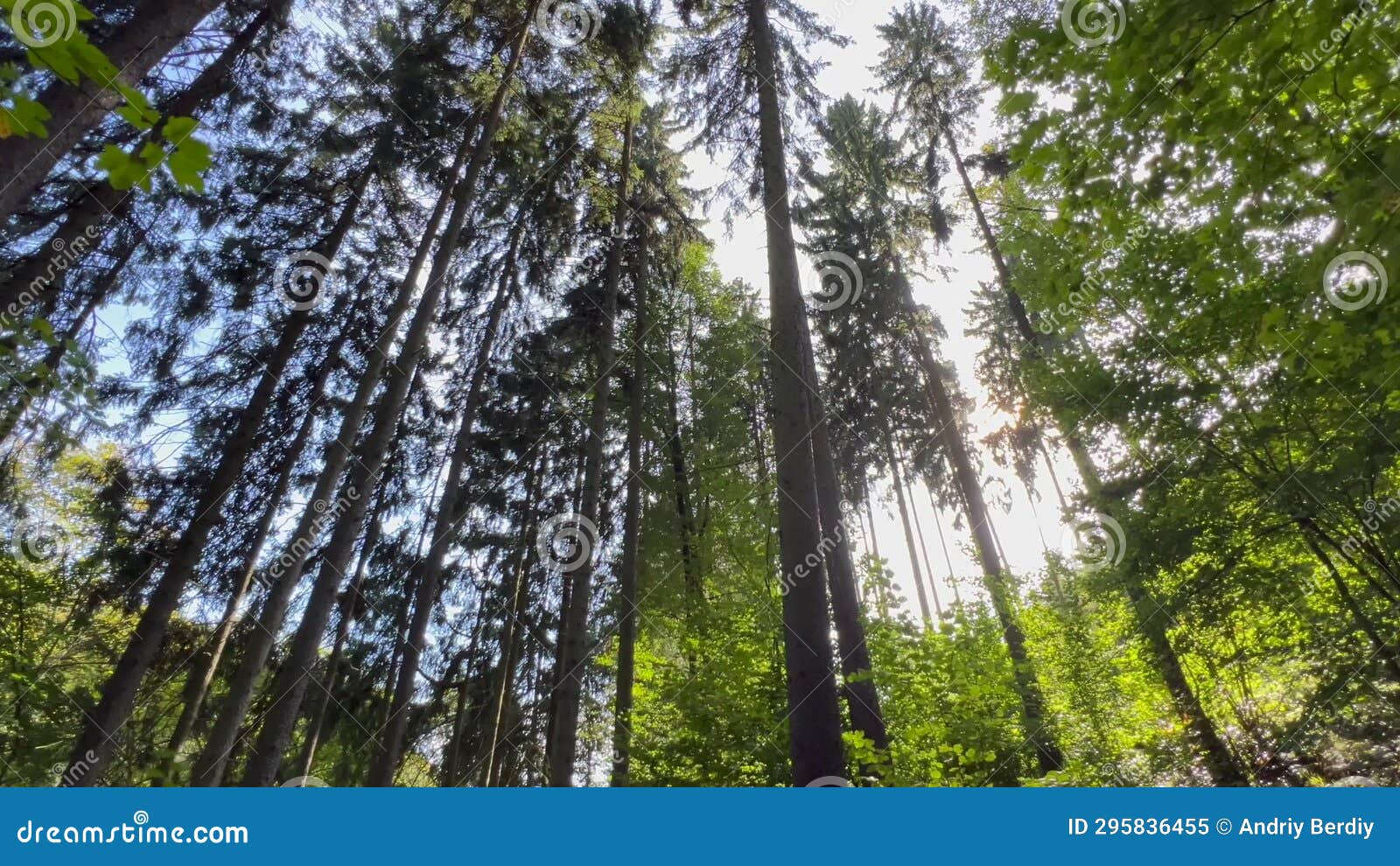 Beautiful Coniferous Forest with Tall Trees. Slow Camera Movement Stock ...