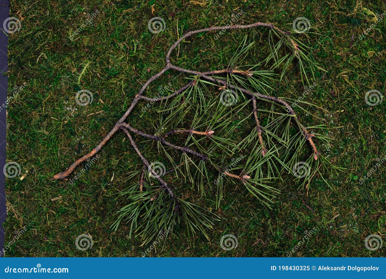Coniferous Tree Branch on Grass and Moss Background Stock Image - Image ...