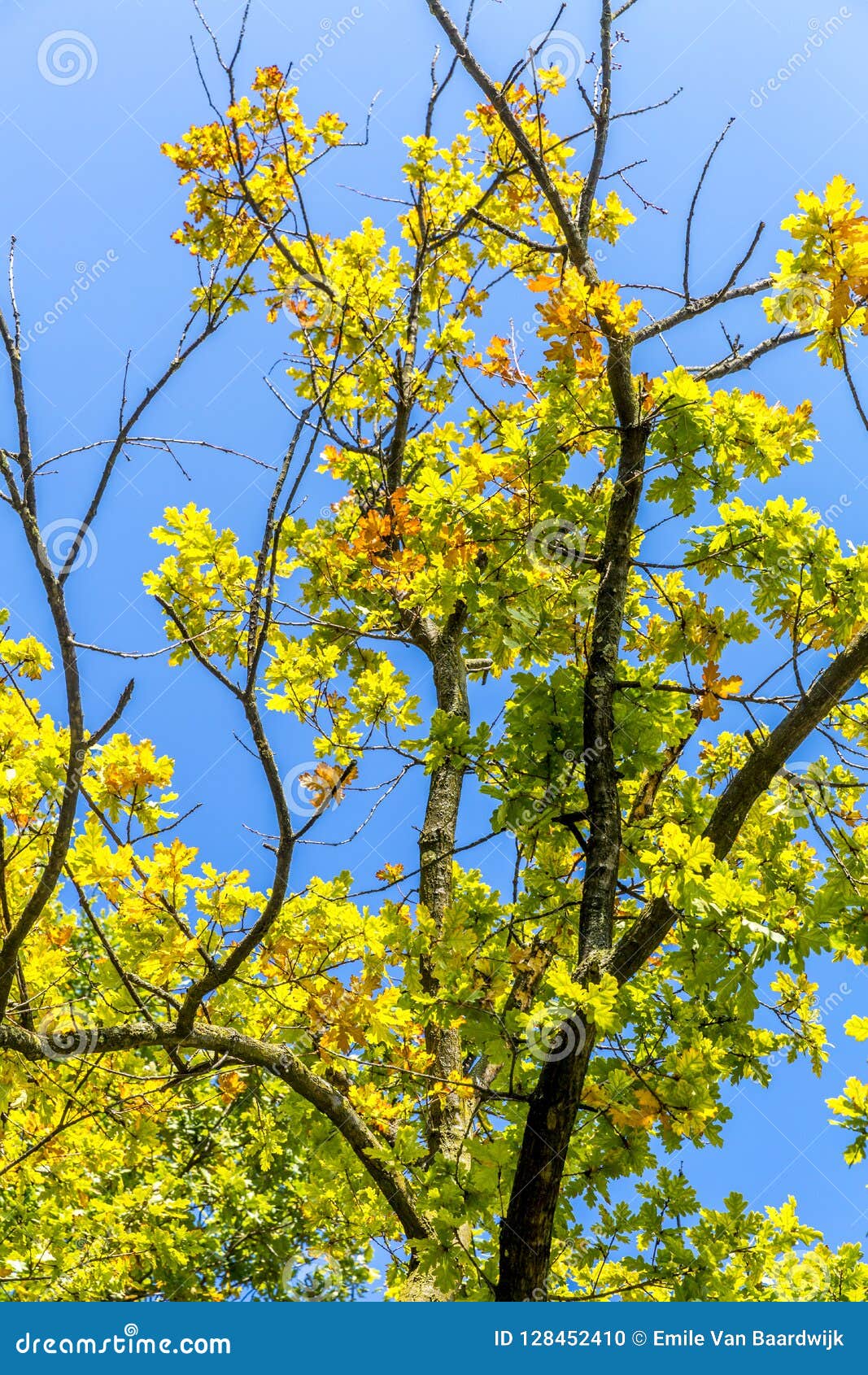 Beautiful Contrast of a Tree in Autumn with a Beautiful Blue Sky Stock ...