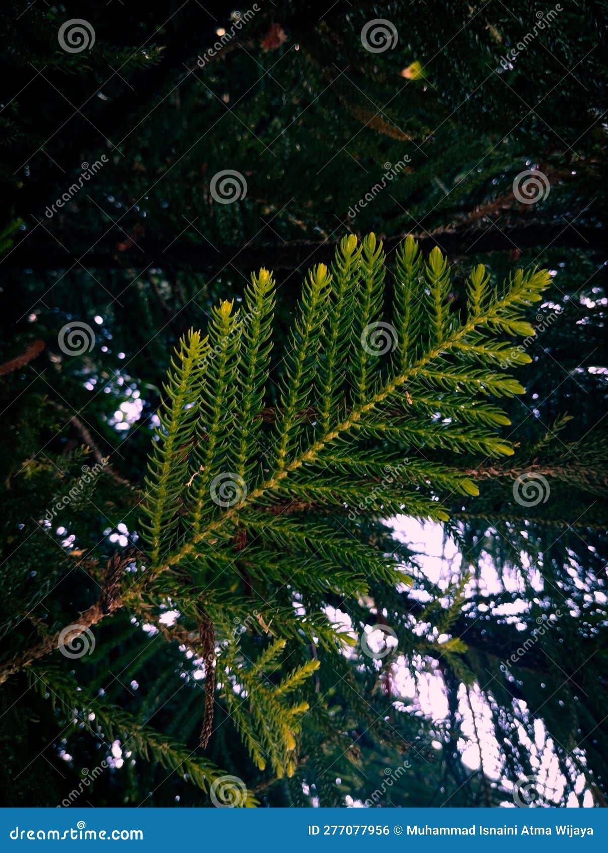 Beautiful Cook Pine Tree Leaves in the Yard Stock Photo - Image of yard ...