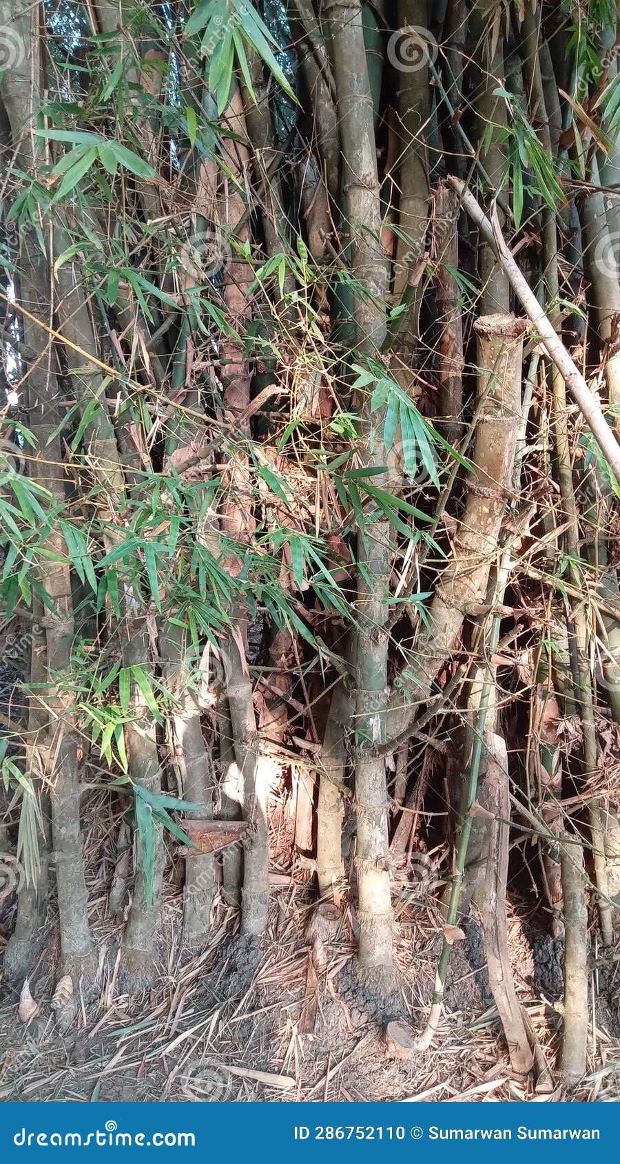 Beautiful and Cool Bamboo Trees Stock Photo - Image of beautiful ...