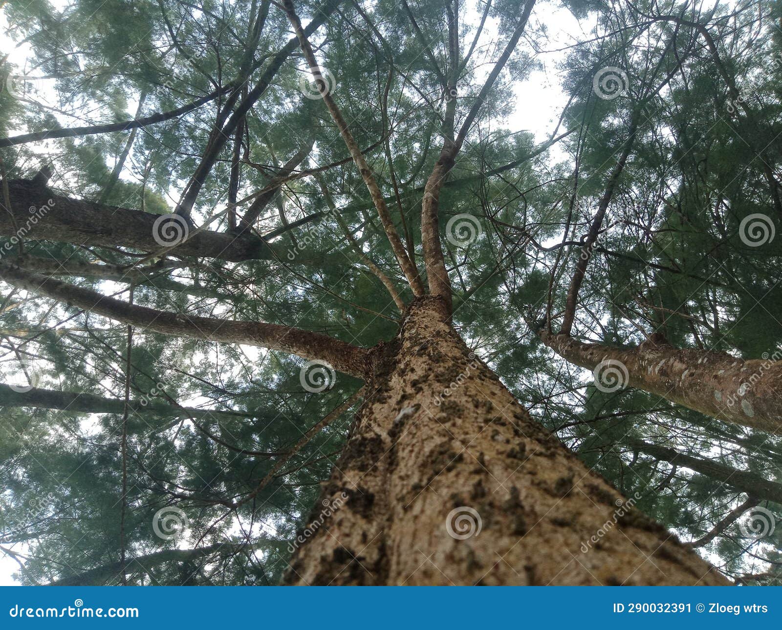 Beautiful and Cool Pine Trees Photos in Indonesia Stock Image - Image ...