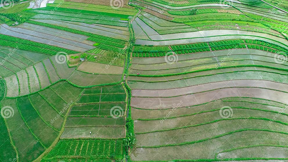 Beautiful and Cool Rice Field Views Stock Image - Image of grass ...