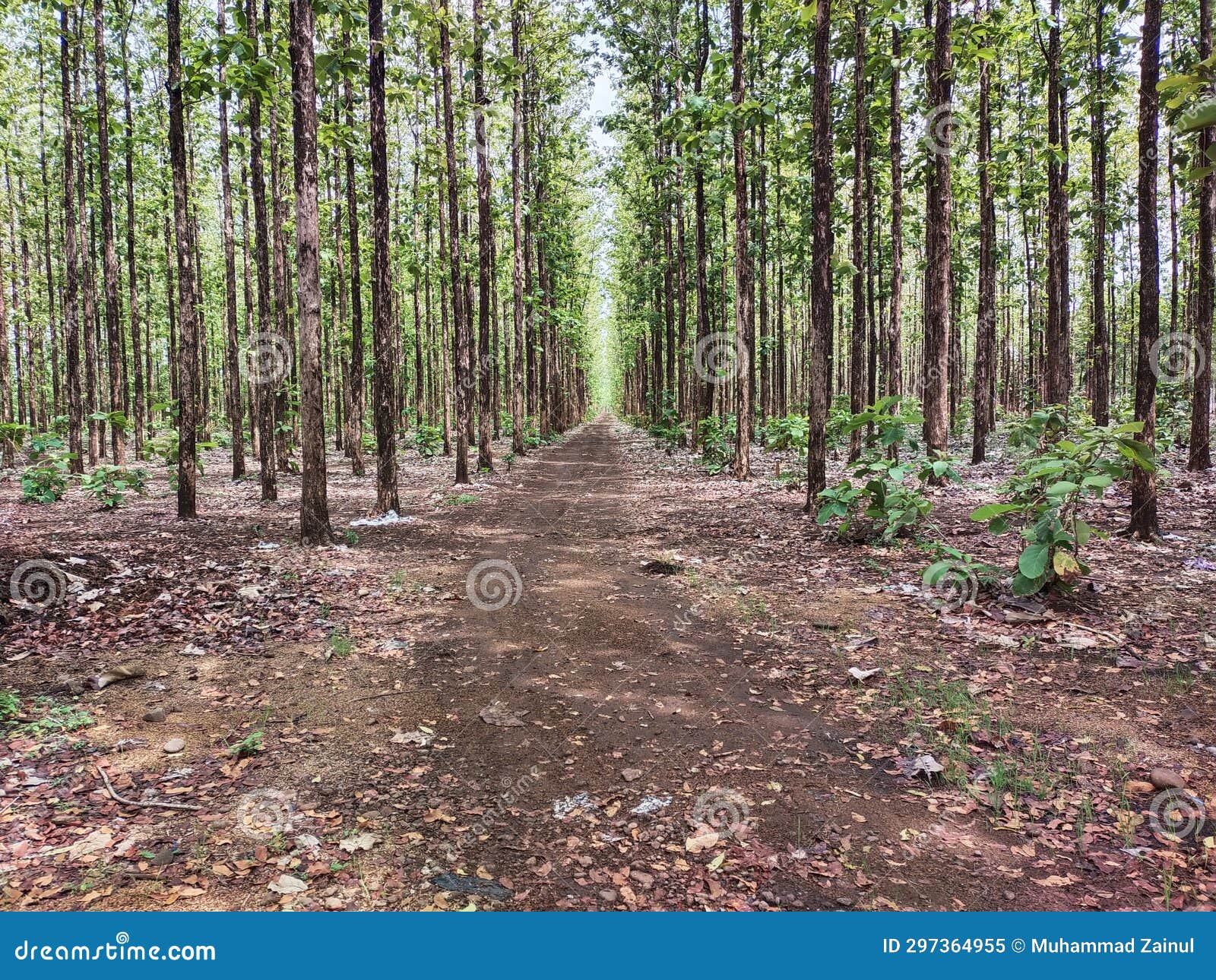 Beautiful and Cool Roads and Forest View Stock Image - Image of ...