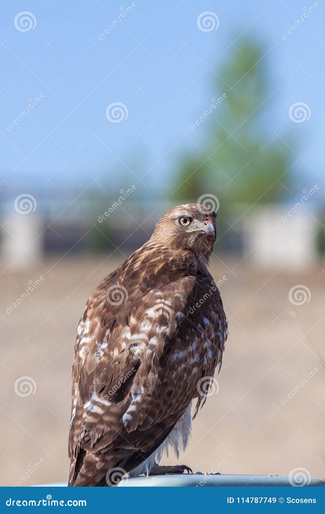 Beautiful Cooper`s Hawk Perched Stock Image - Image of nature, hunter ...