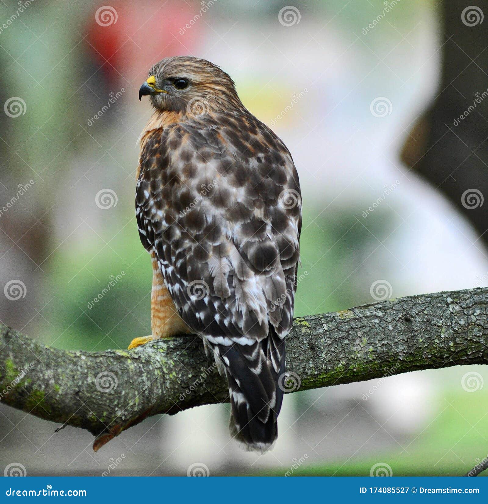 Beautiful Coopers Hawk on Tree Limb.. Editorial Photography - Image of ...