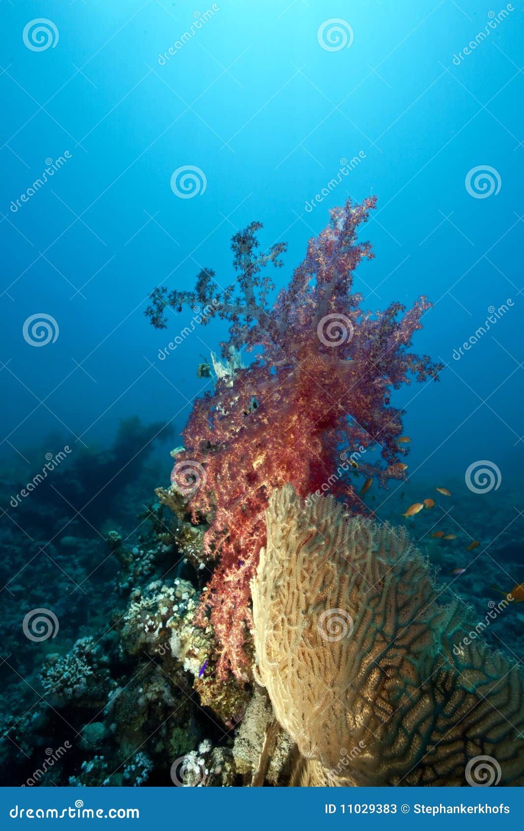 Beautiful coral stock image. Image of aquatic, saltwater - 11029383