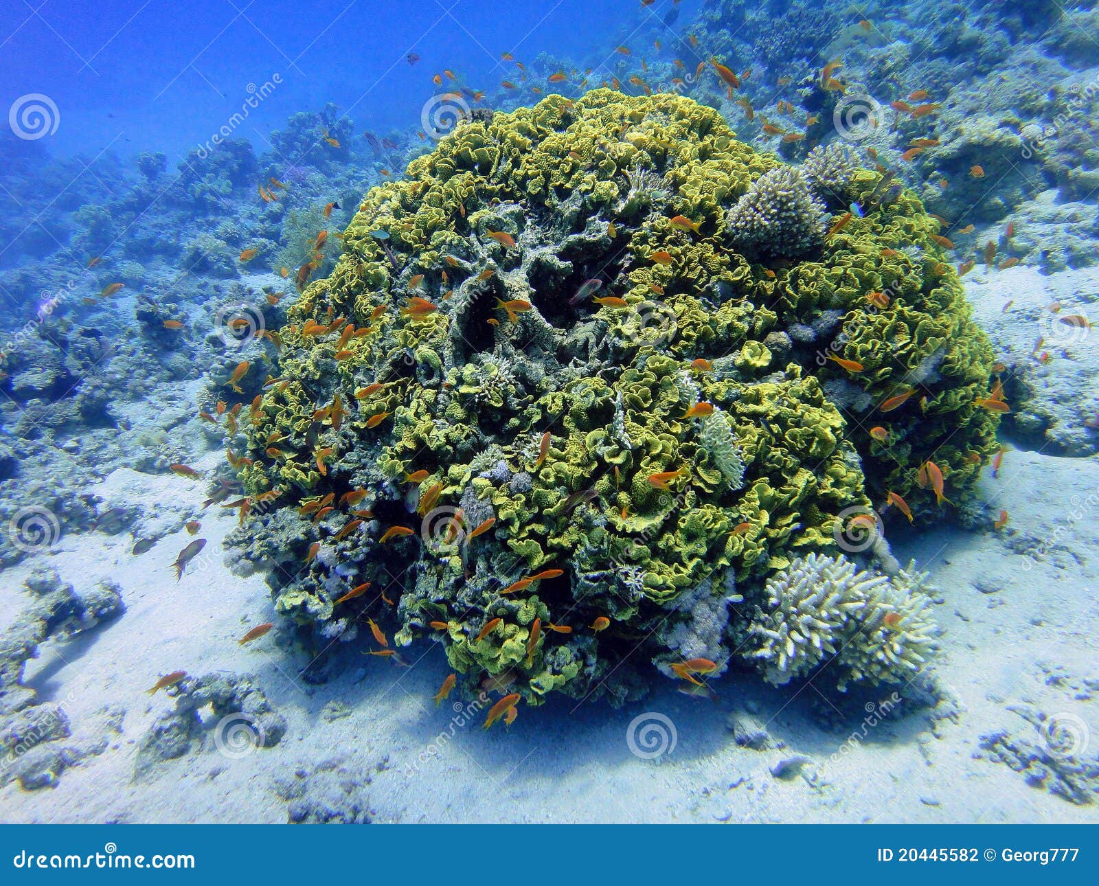 Beautiful coral stock photo. Image of water, turbinaria - 20445582