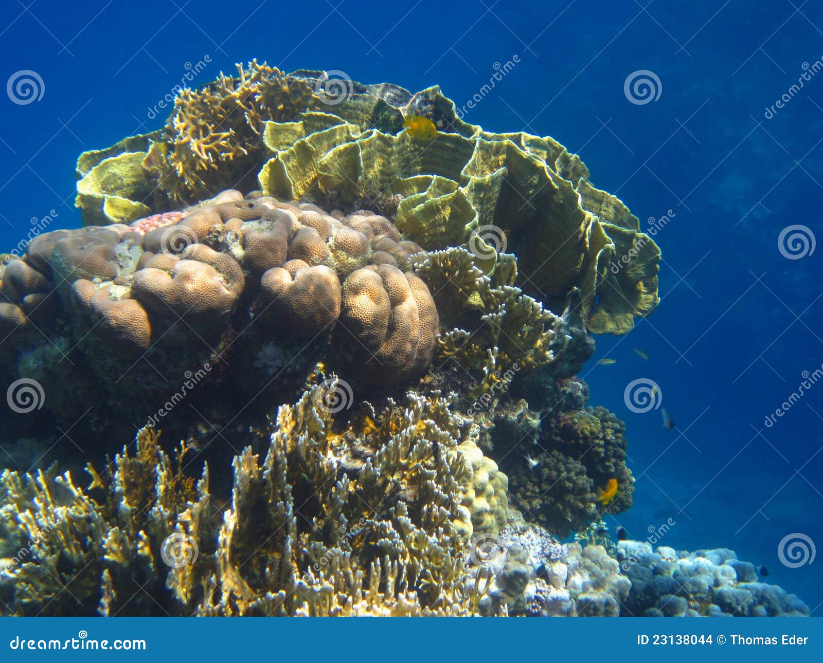Beautiful coral stock photo. Image of exotic, destination - 23138044
