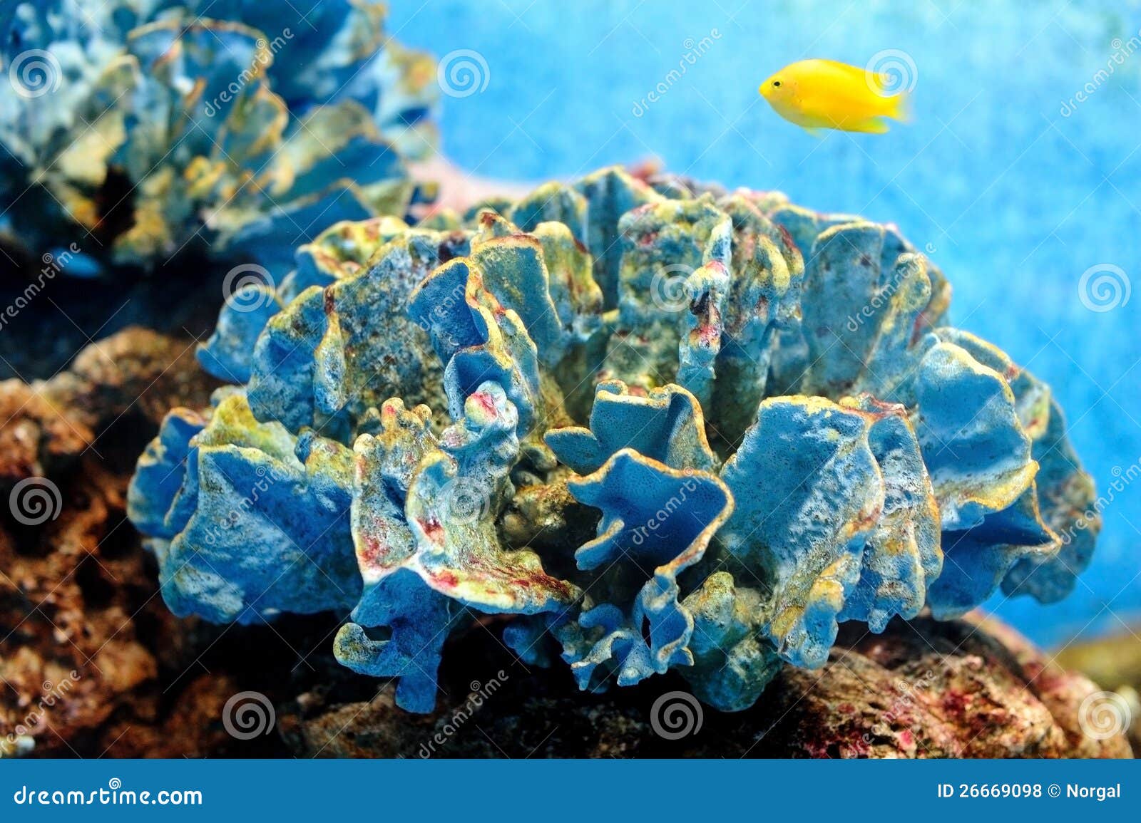 Beautiful Coral stock photo. Image of aquarium, coral - 26669098