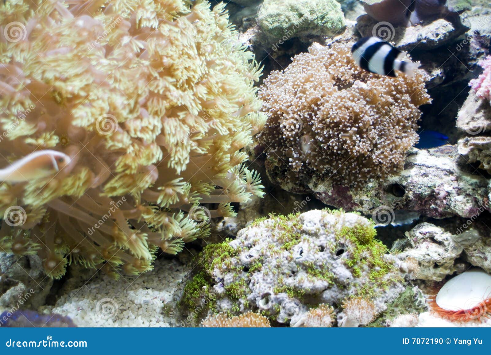 Beautiful coral stock photo. Image of soft, anemone, diving - 7072190