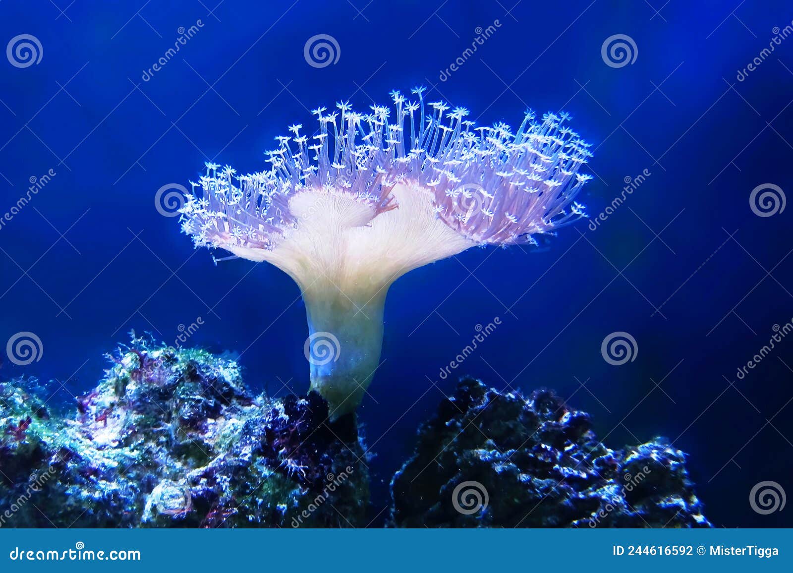Beautiful Coral on a Blue Background. Coral Polyp Colony Skeleton ...