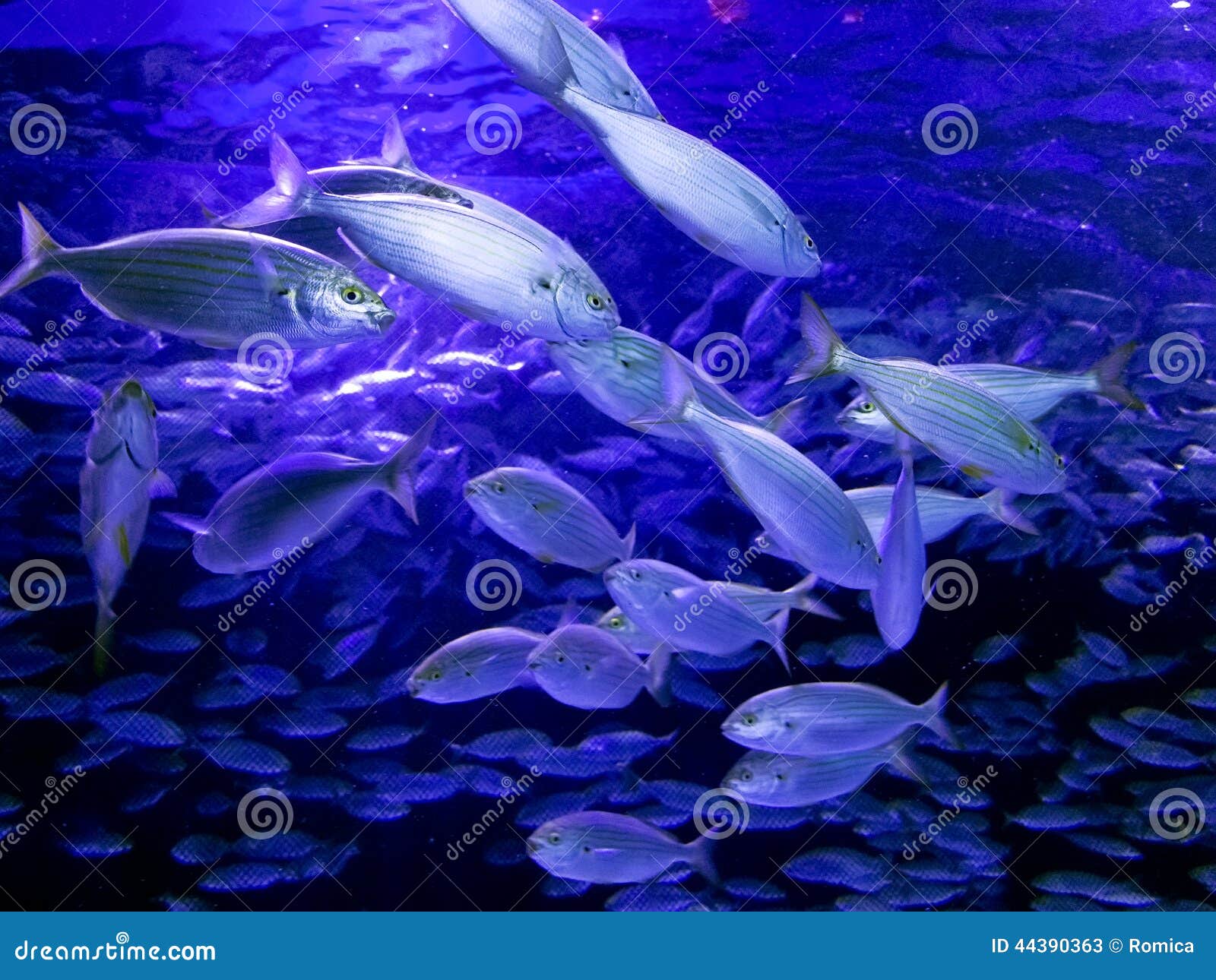 Beautiful Coral Fish in Blue Water Stock Image - Image of colorful ...
