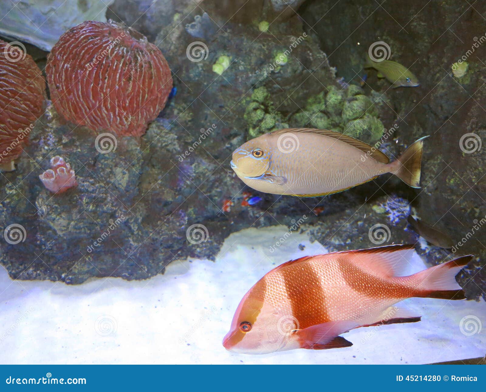 Beautiful Coral Fish in Blue Water Stock Photo - Image of clownfish ...