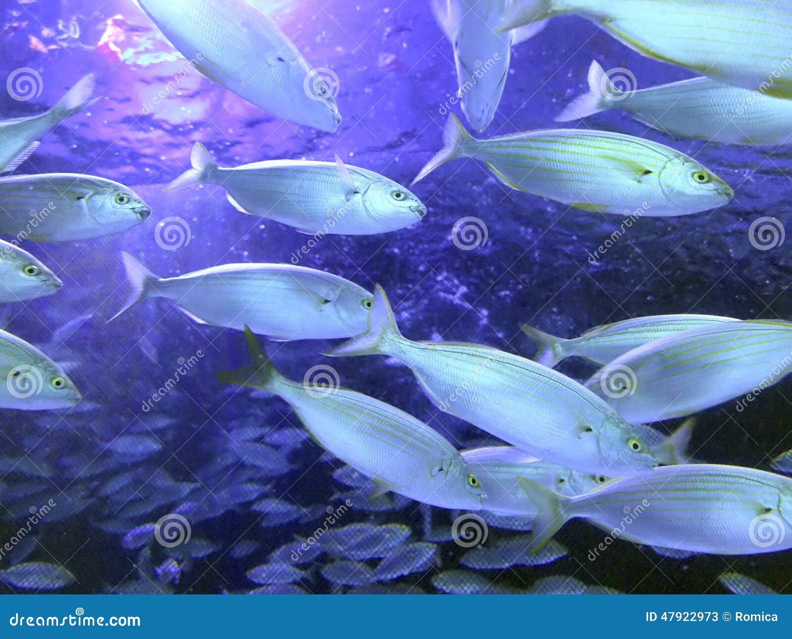 Beautiful Coral Fish in Blue Water Stock Image - Image of exotic, deep ...