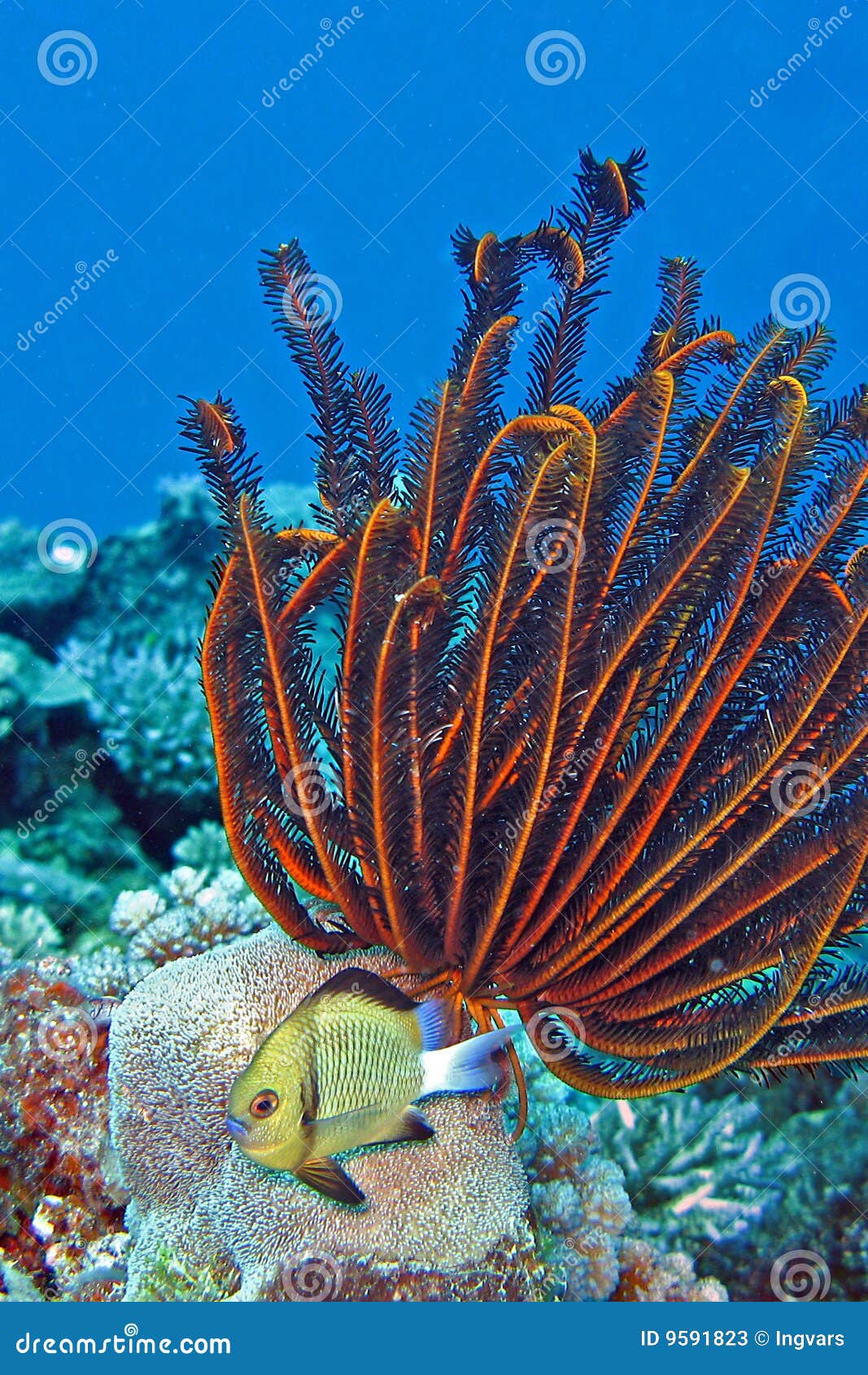 Beautiful Coral Gardens Crinoid Feather Star Stock Image - Image of ...