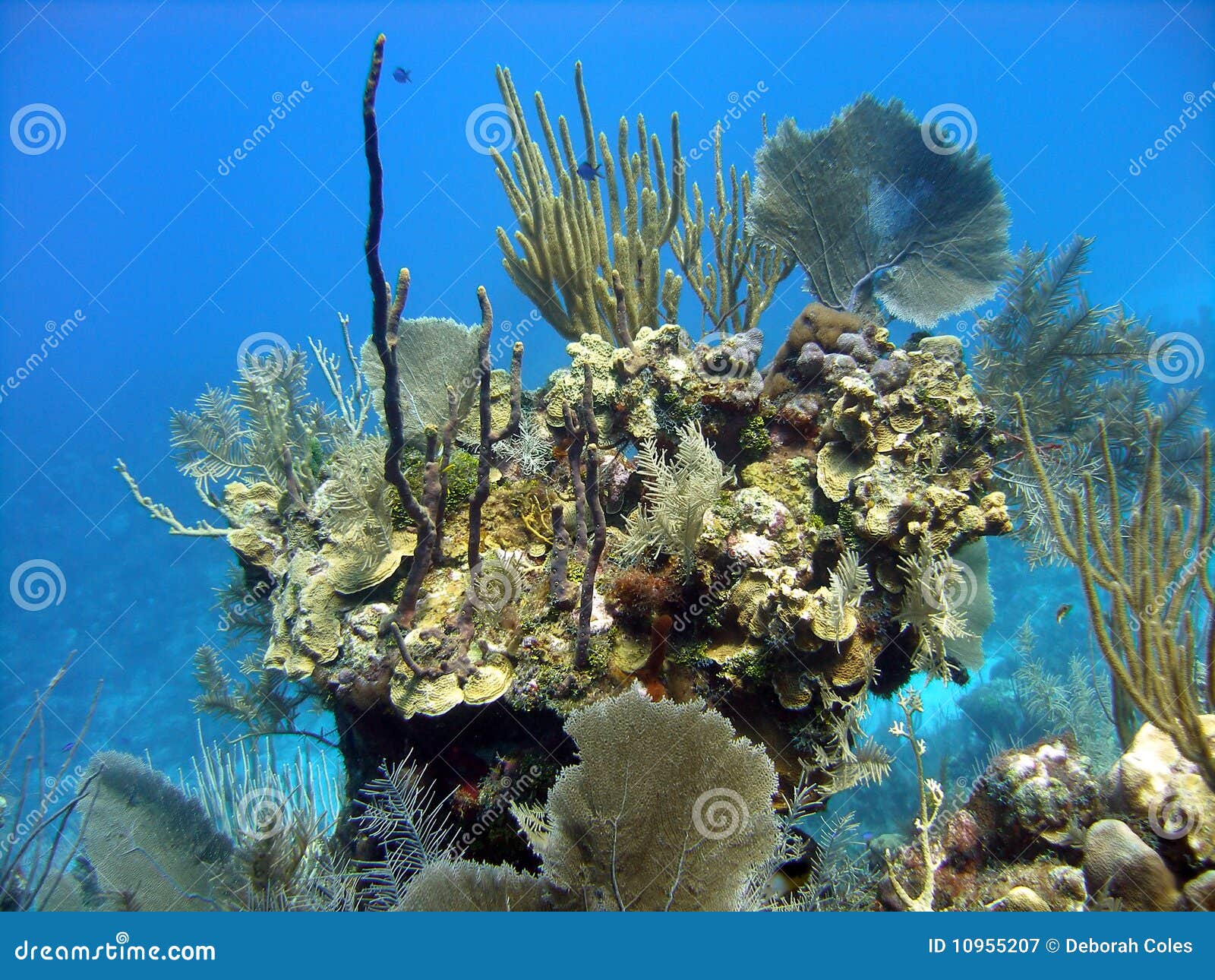 Beautiful coral head stock image. Image of water, island - 10955207