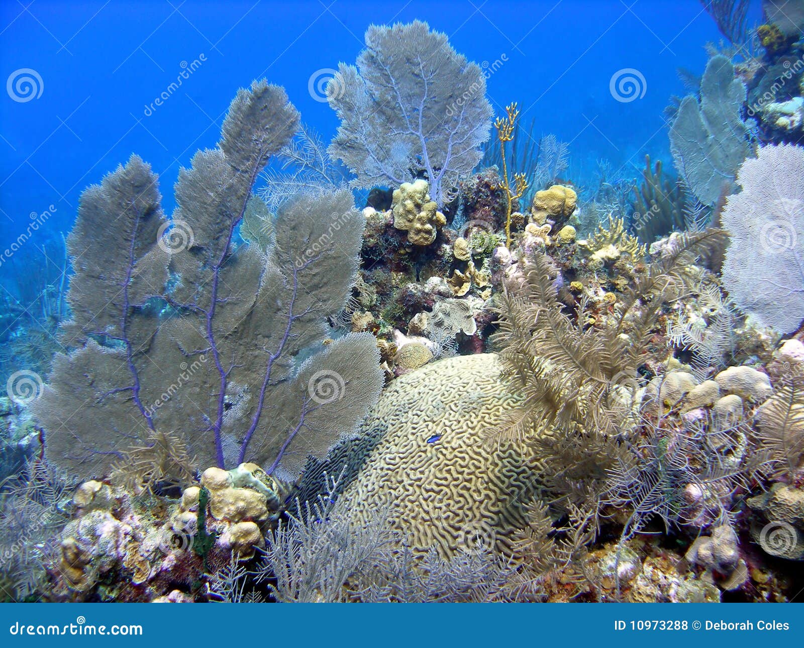 Beautiful coral head stock photo. Image of coral, water - 10973288