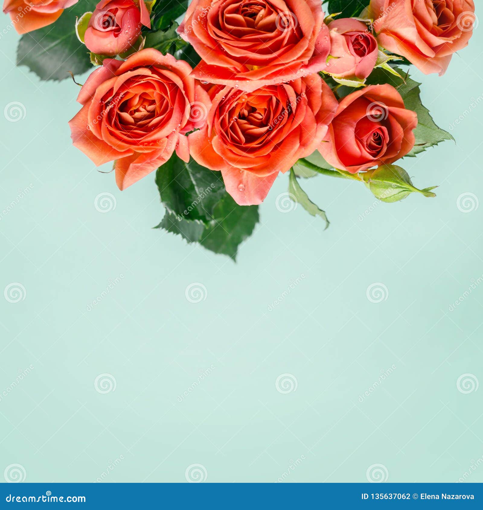 Beautiful Coral Mini Roses on Turquoise Background Stock Photo - Image ...