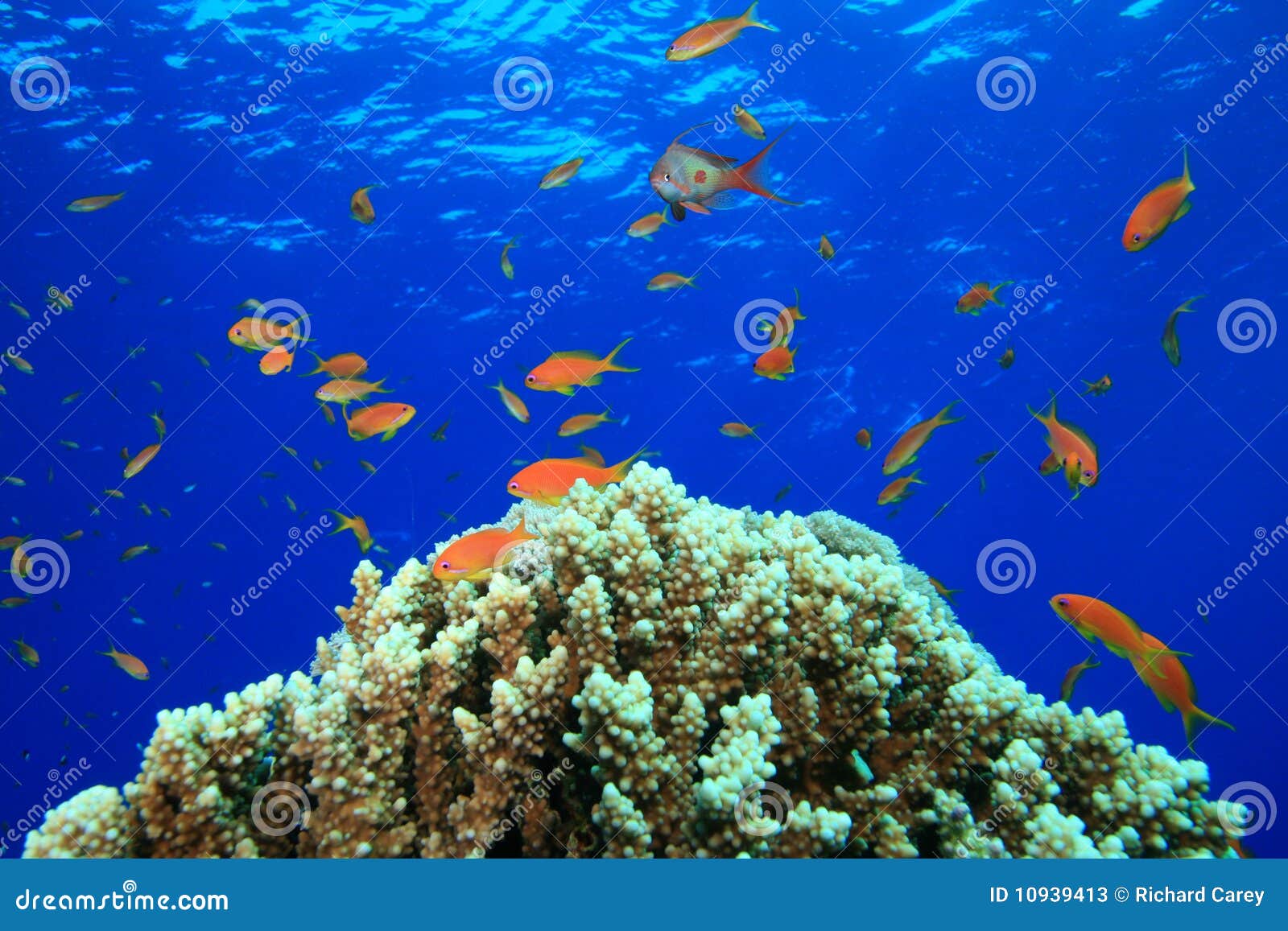 Beautiful Coral Reef stock image. Image of color, water - 10939413