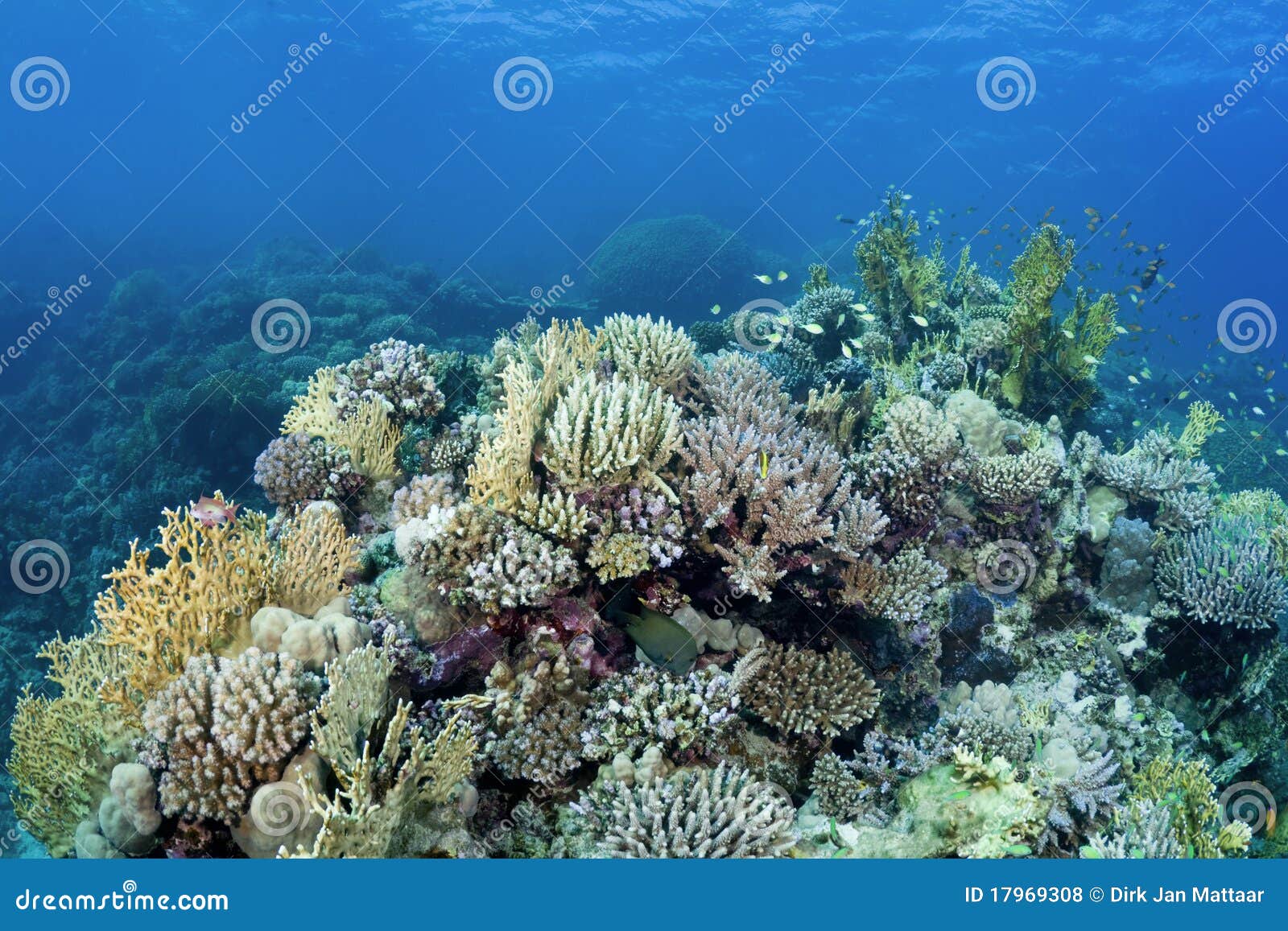 Beautiful coral reef stock photo. Image of egypt, nature - 17969308