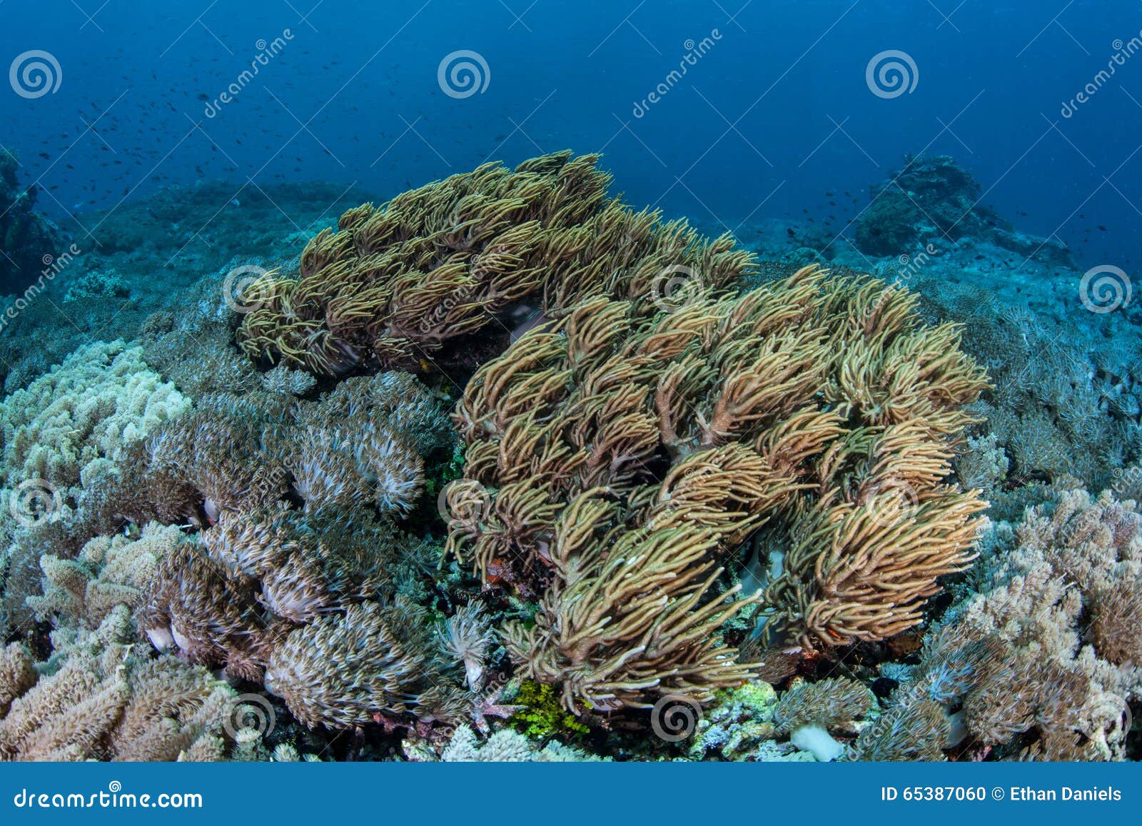 Beautiful Coral Reef stock photo. Image of beautiful - 65387060