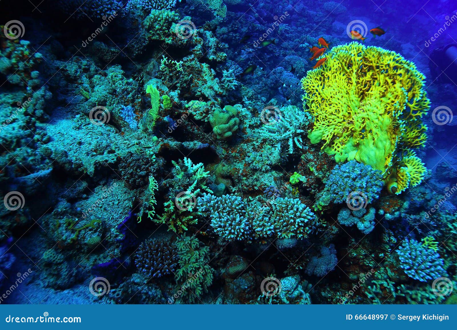 Beautiful coral reef stock image. Image of nature, life - 66648997