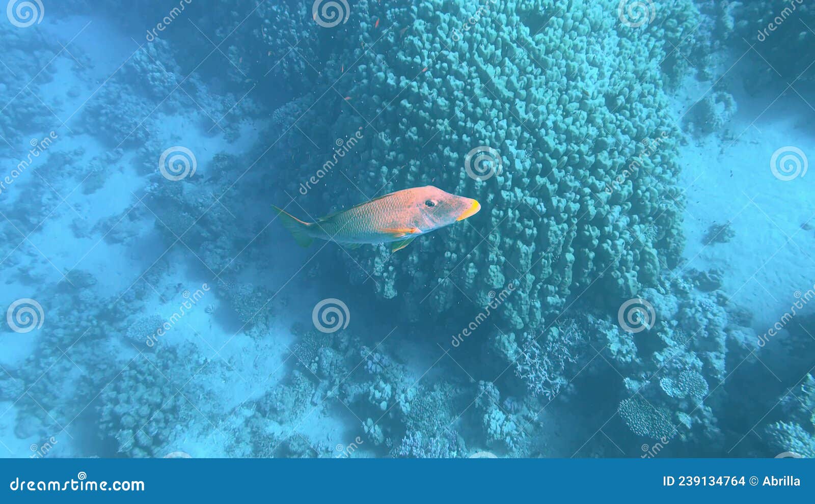 Beautiful Coral Reefs and Fish of the Red Sea Stock Footage - Video of ...