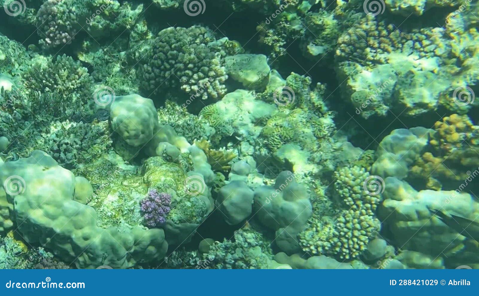 Beautiful Coral Reefs and Fish of the Red Sea Stock Video - Video of ...