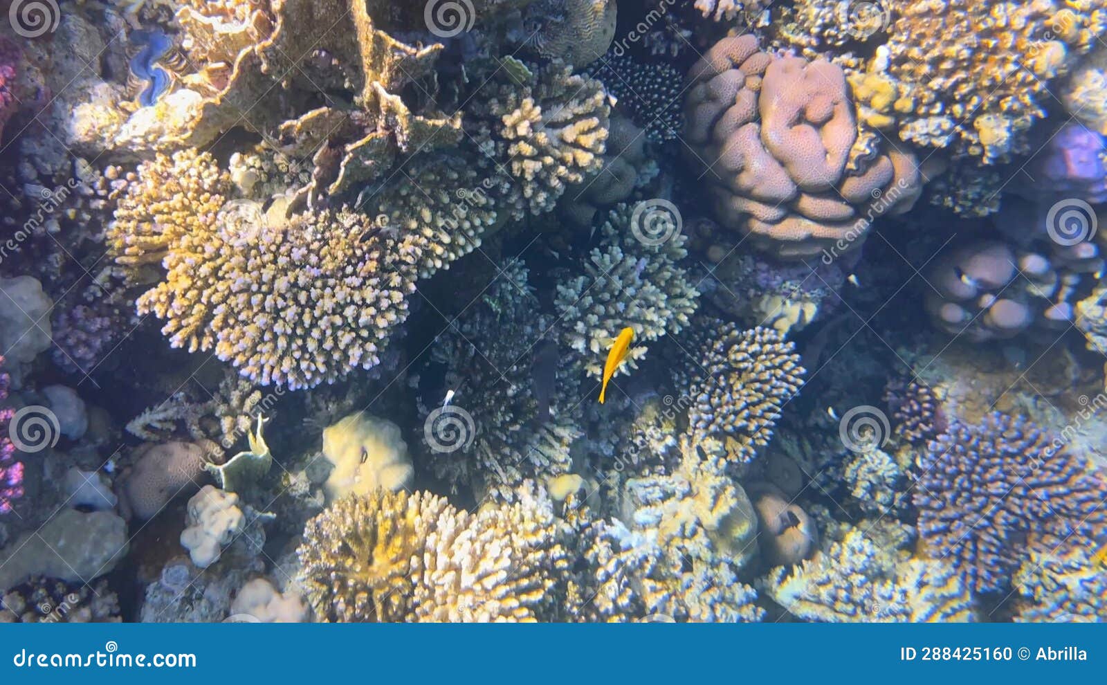 Beautiful Coral Reefs and Fish of the Red Sea Stock Footage - Video of ...