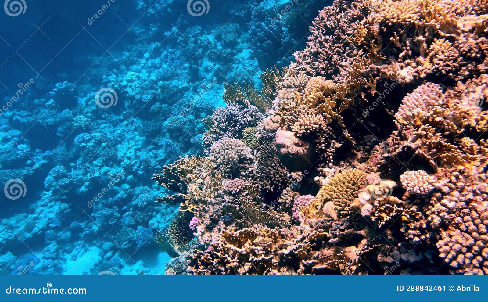 Beautiful Coral Reefs and Fish of the Red Sea Stock Video - Video of ...