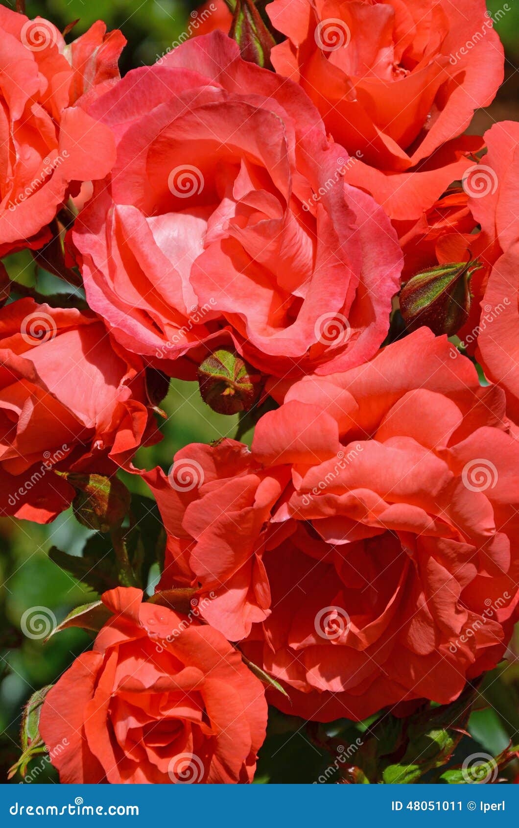 Beautiful coral roses stock image. Image of coral, floral - 48051011