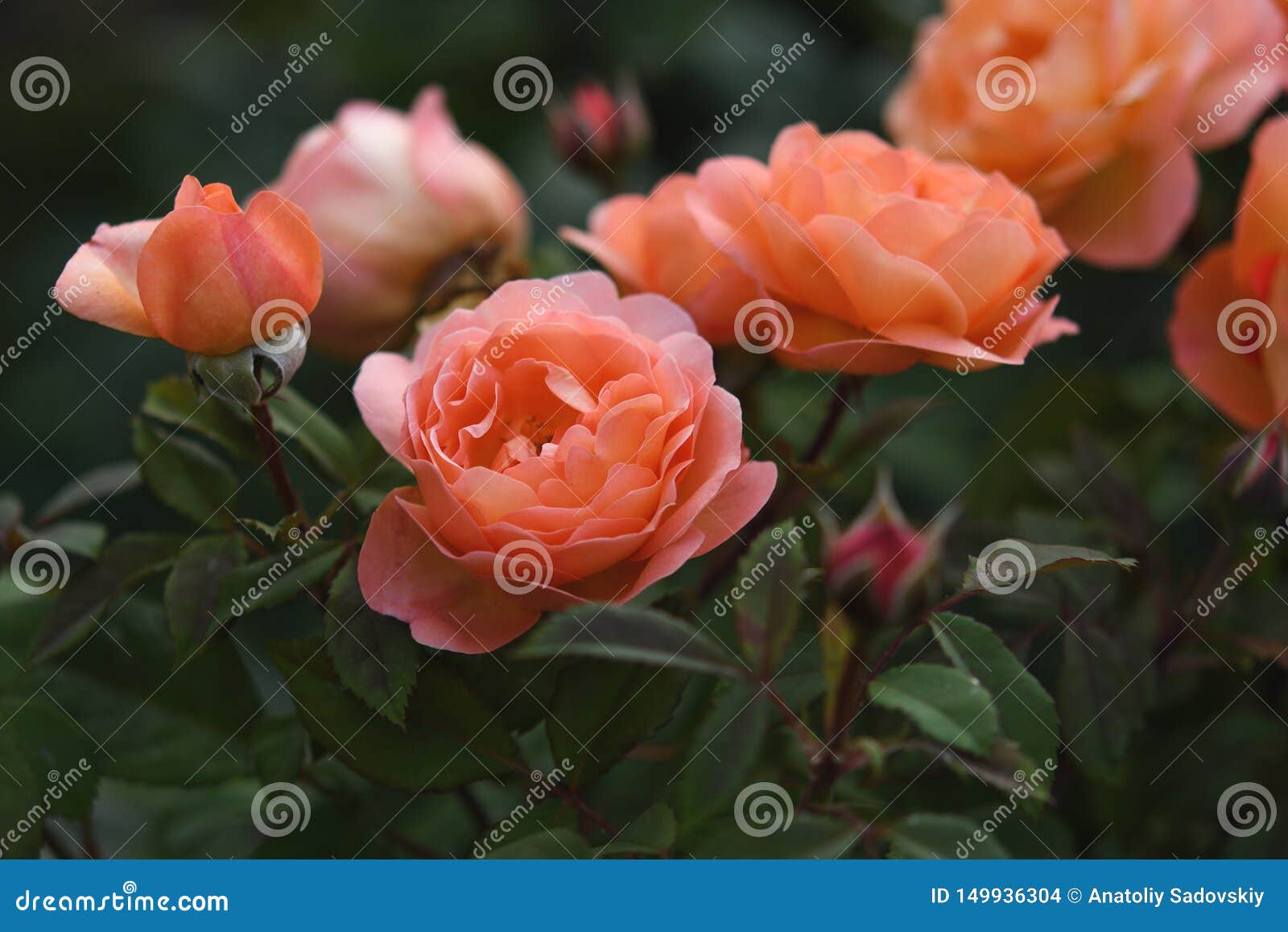 Beautiful coral roses stock photo. Image of flowers - 149936304