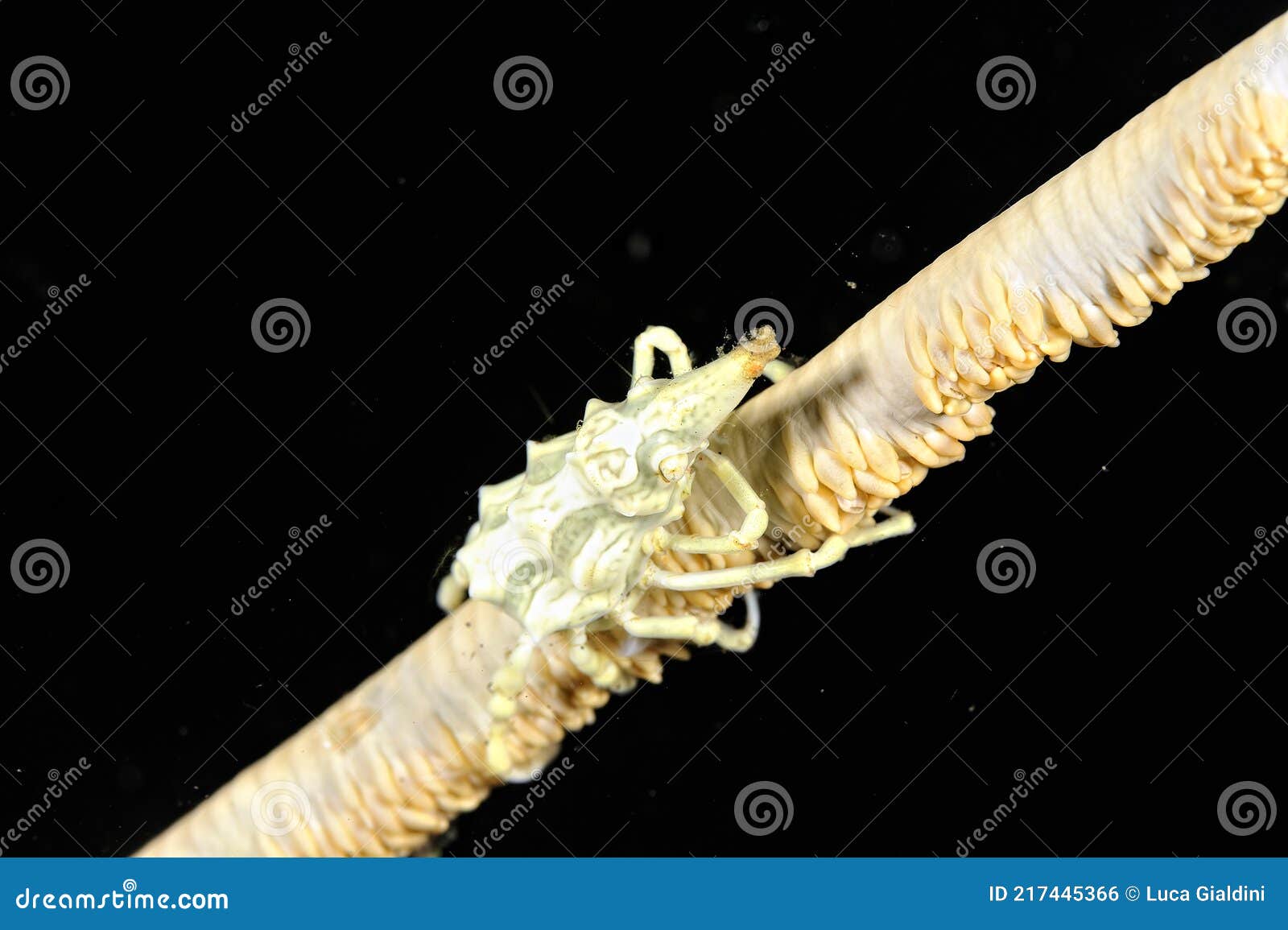 The Whip Spider Or Tailless Scorpion Stock Image | CartoonDealer.com ...