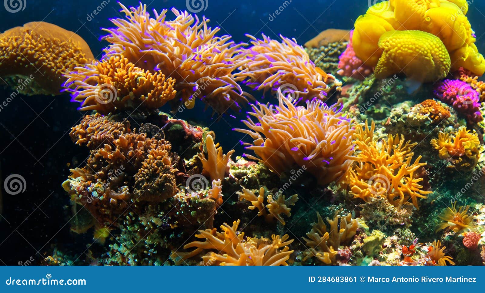 Beautiful Corals in the Depth of the Sea Stock Illustration ...