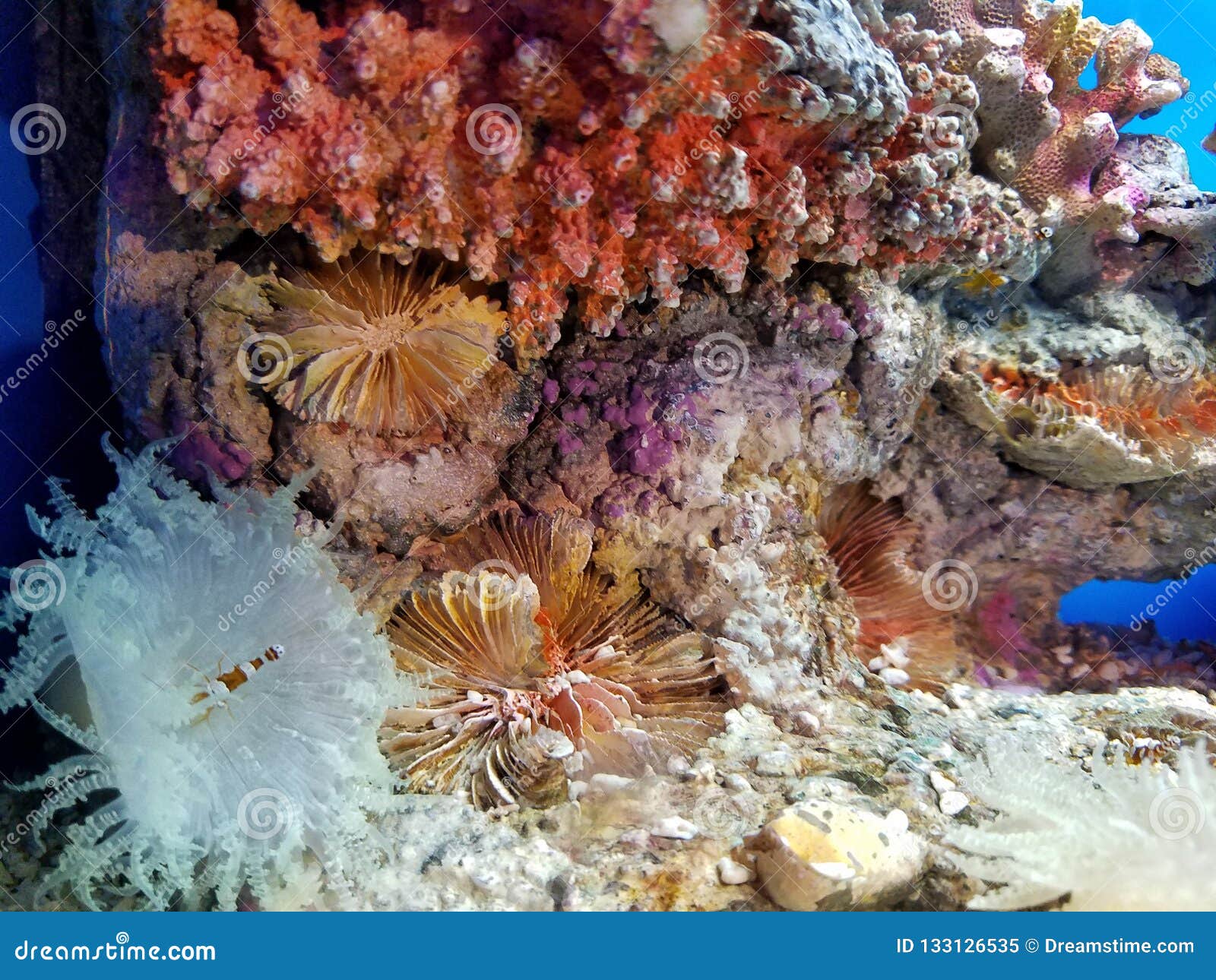 Amazing corals stock image. Image of colors, corals - 133126535