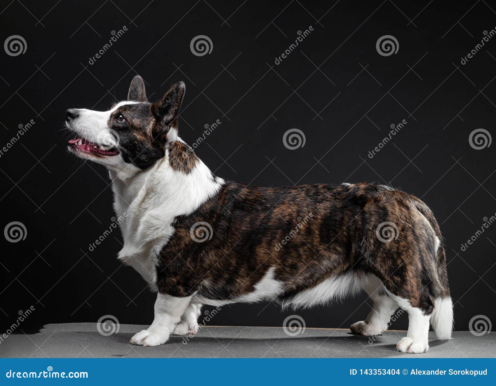 Beautiful Corgi Dog Standing, Side View, Dark Background Stock Photo ...