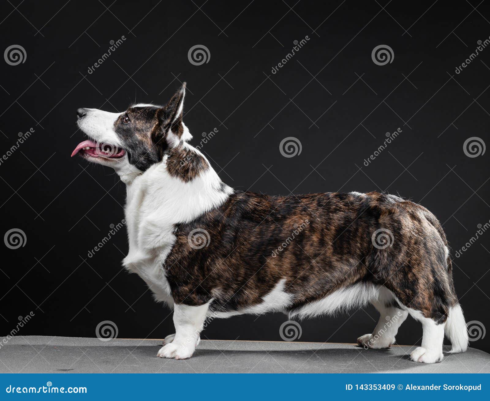 Beautiful Corgi Dog Standing, Side View, Dark Background Stock Image ...