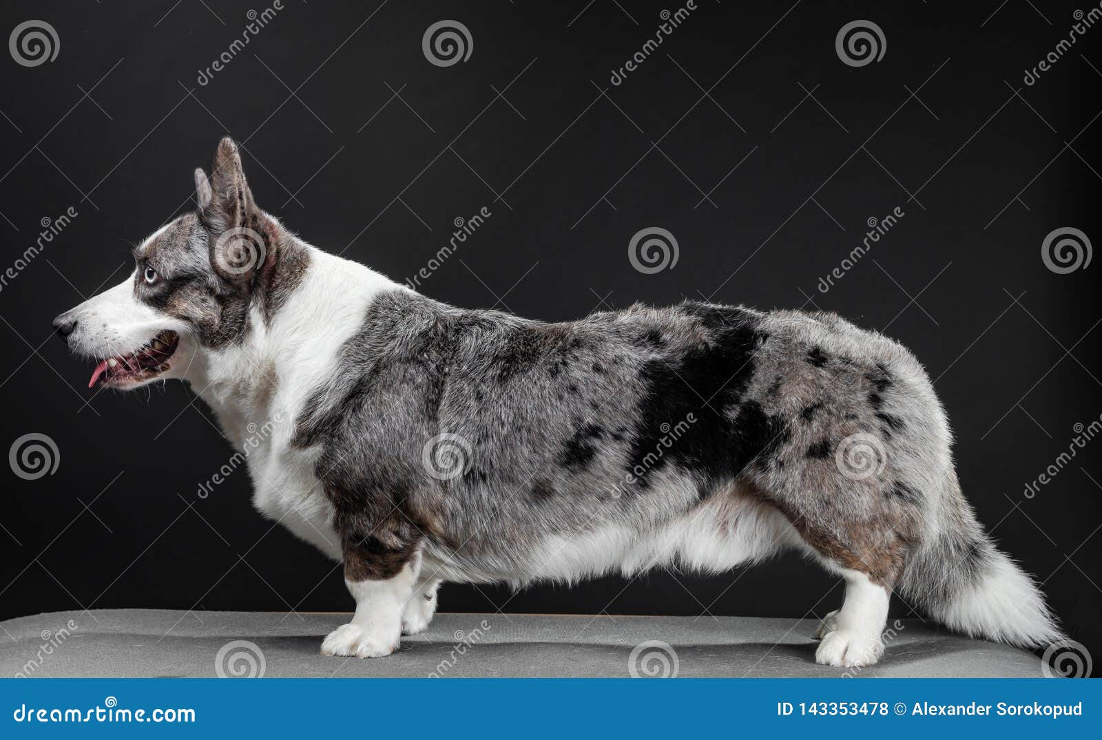 Beautiful Corgi Dog Standing, Side View, Dark Background Stock Photo ...
