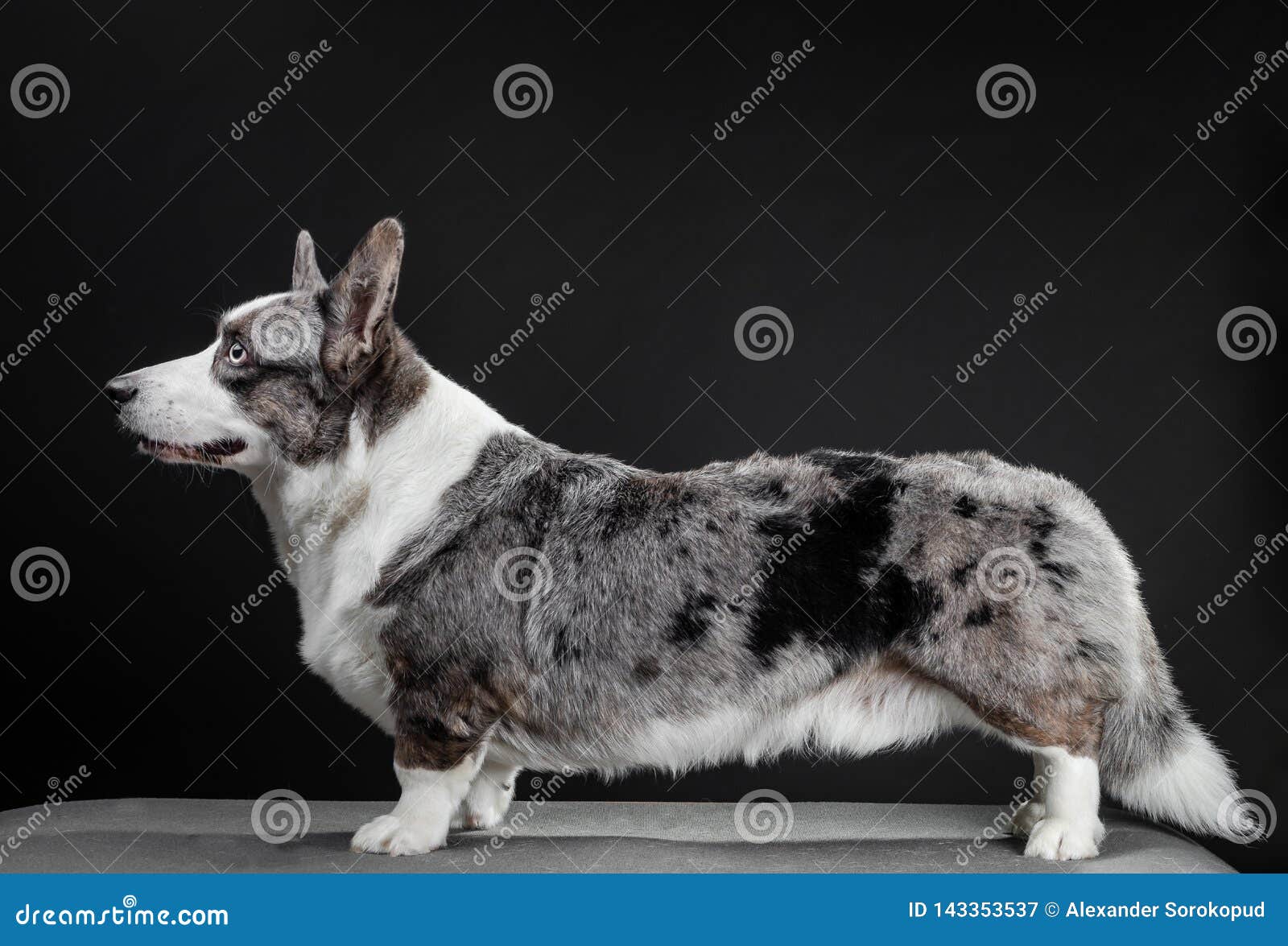 Beautiful Corgi Dog Standing, Side View, Dark Background Stock Image ...
