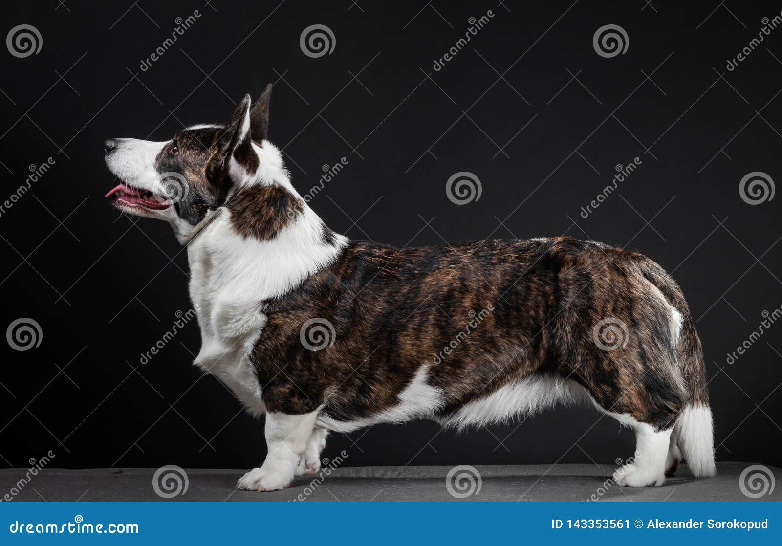 Beautiful Corgi Dog Standing, Side View, Dark Background Stock Image ...