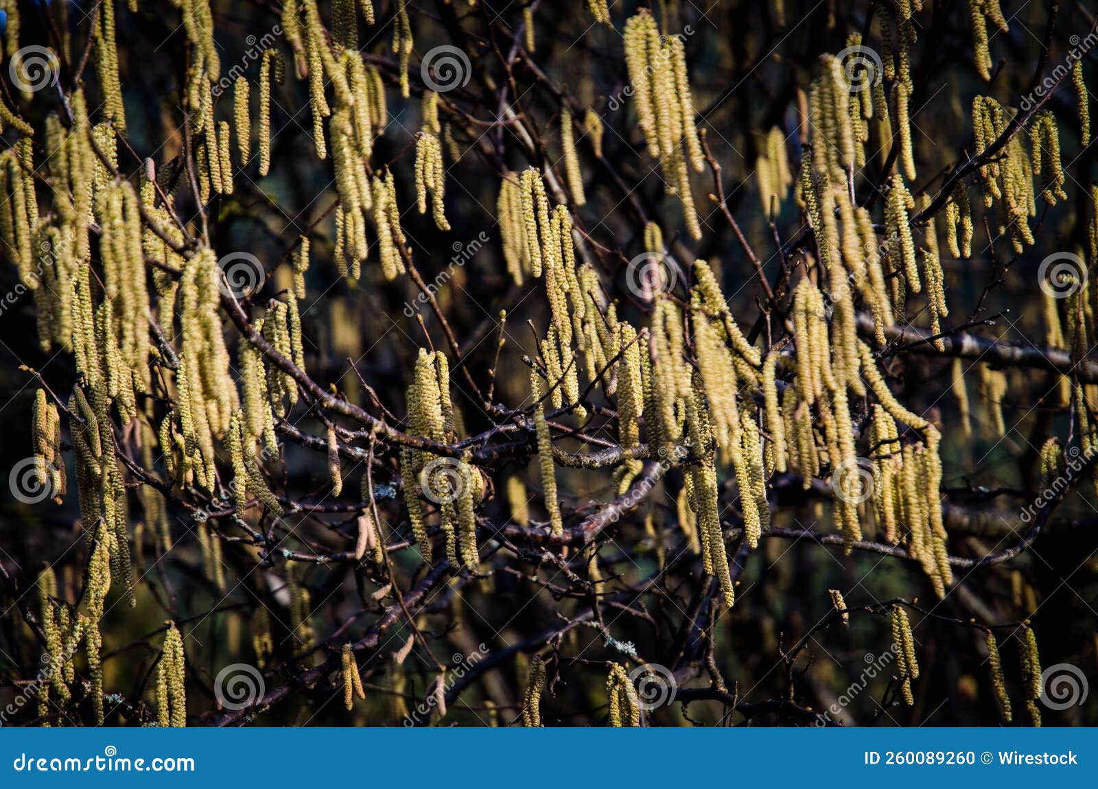 Beautiful Corkscrew Hazel Tree with Hanging Flowers and Thin Branches ...