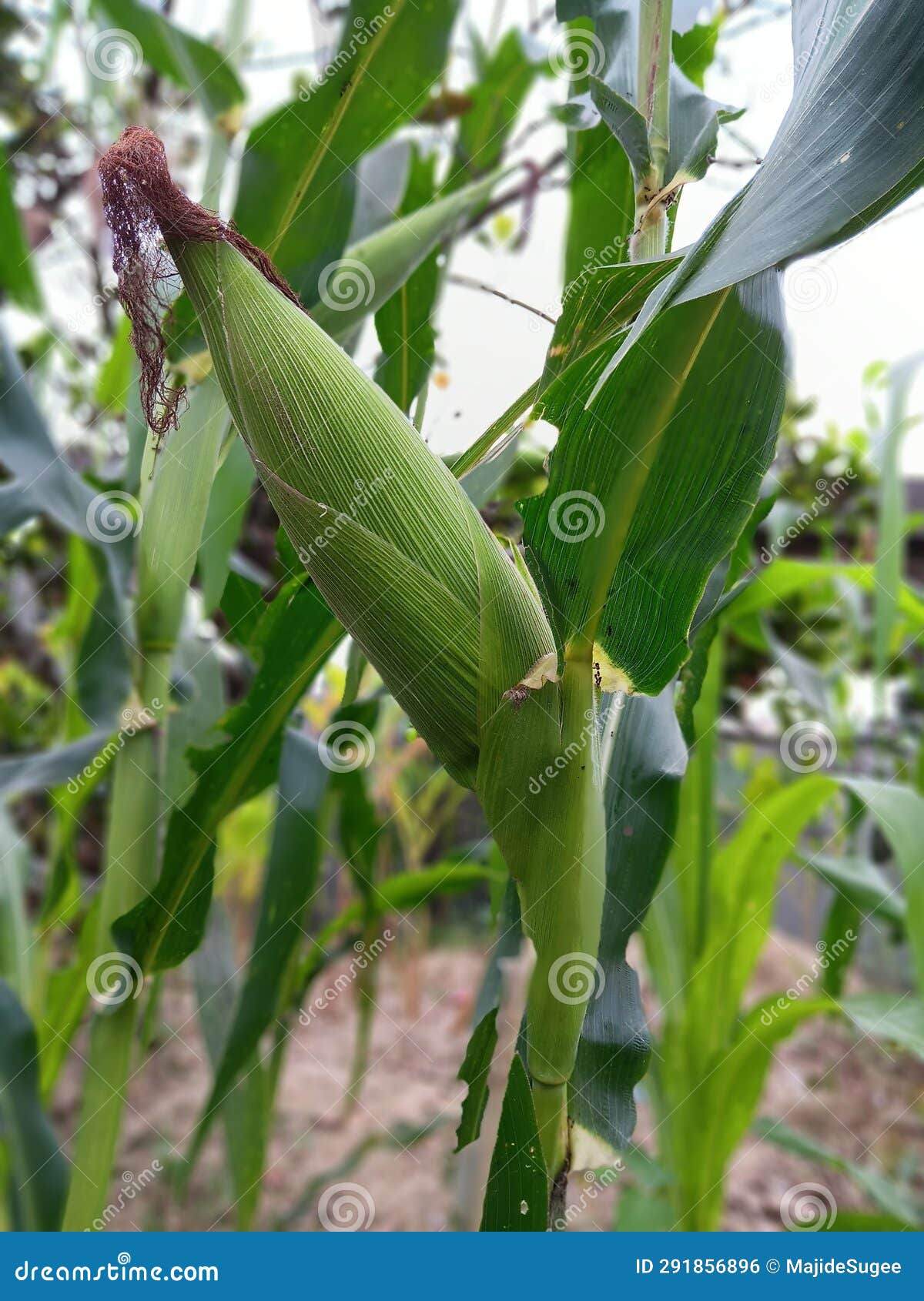 Beautiful Corn stock photo. Image of cron, color, shrub - 291856896