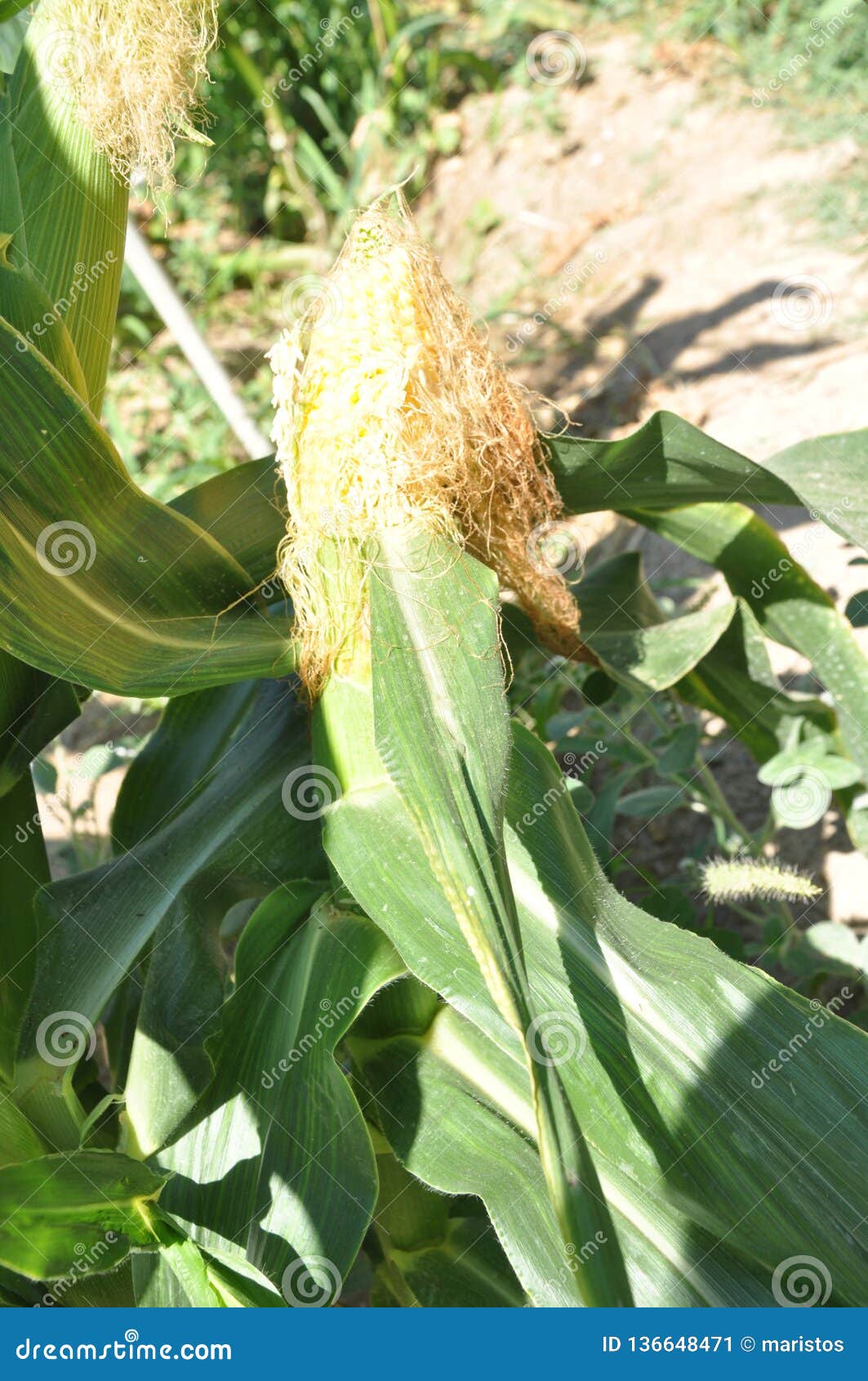 The Beautiful Corn in Farmland Stock Image - Image of harvesting ...