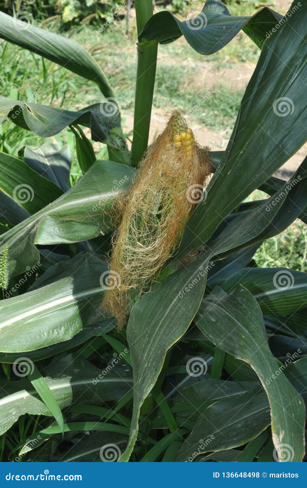 The Beautiful Corn in Farmland Stock Photo - Image of corncob, farmer ...