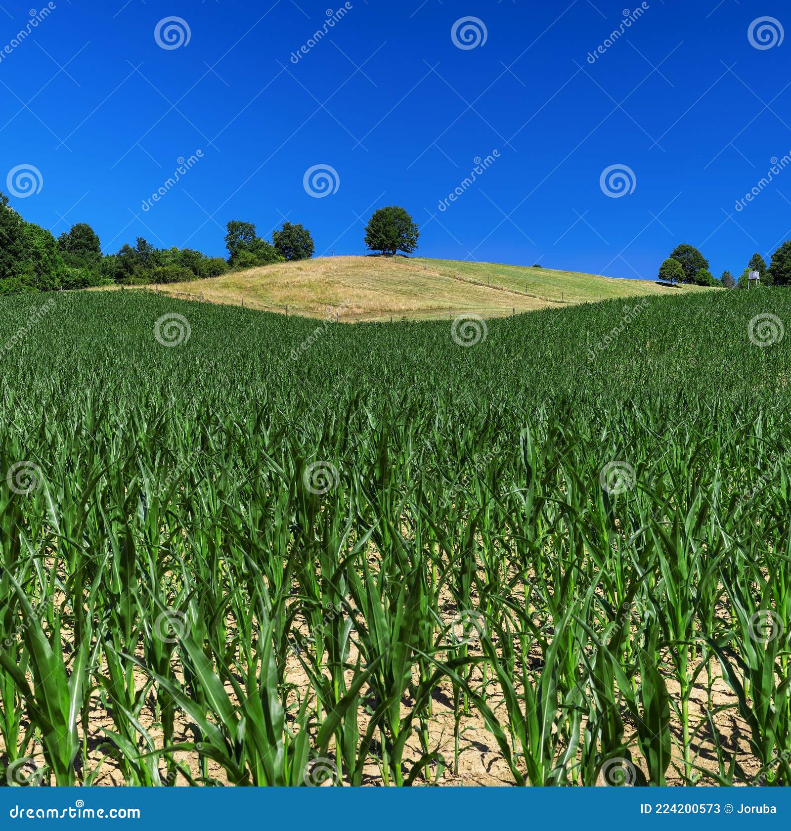 Beautiful Corn Field Agriculture Landscape Stock Image - Image of ...