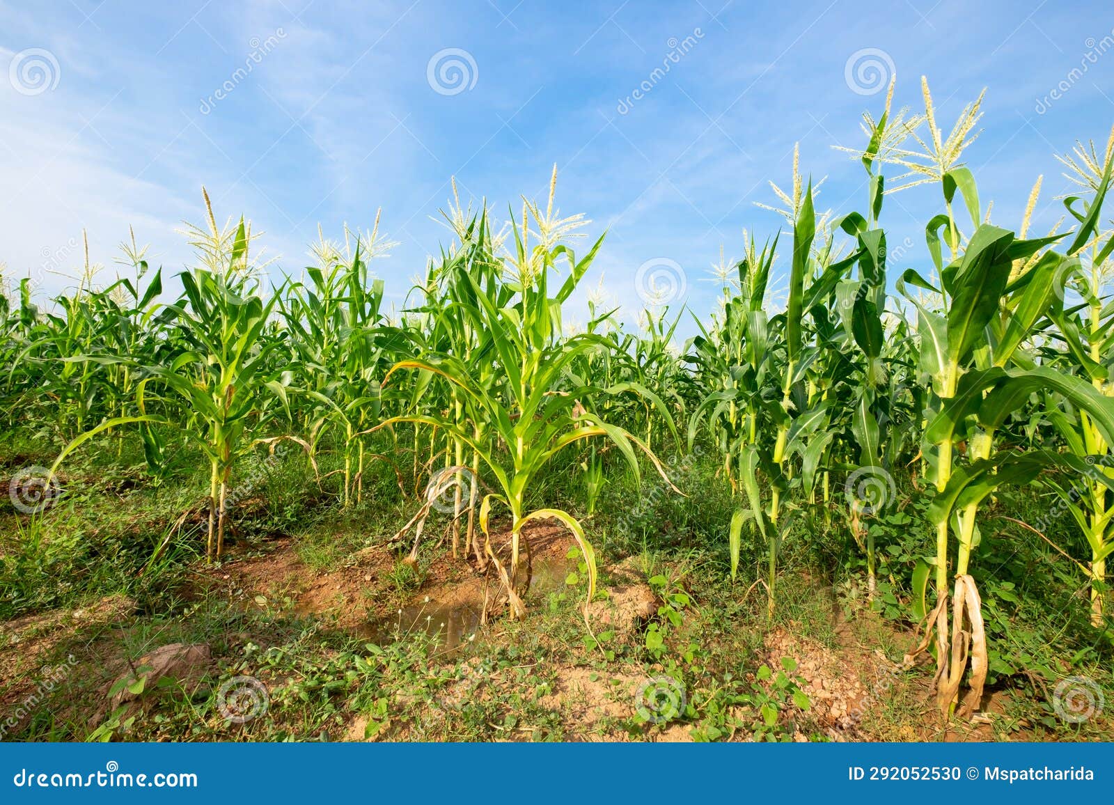 Beautiful Corn Field with a Clear Blue Sky Stock Photo - Image of ...