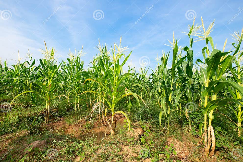 Beautiful Corn Field with a Clear Blue Sky Stock Photo - Image of ...